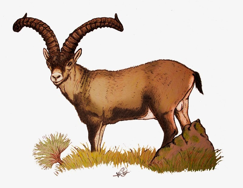 Zaragoza Salvaje: De vuelta con el bucardo.