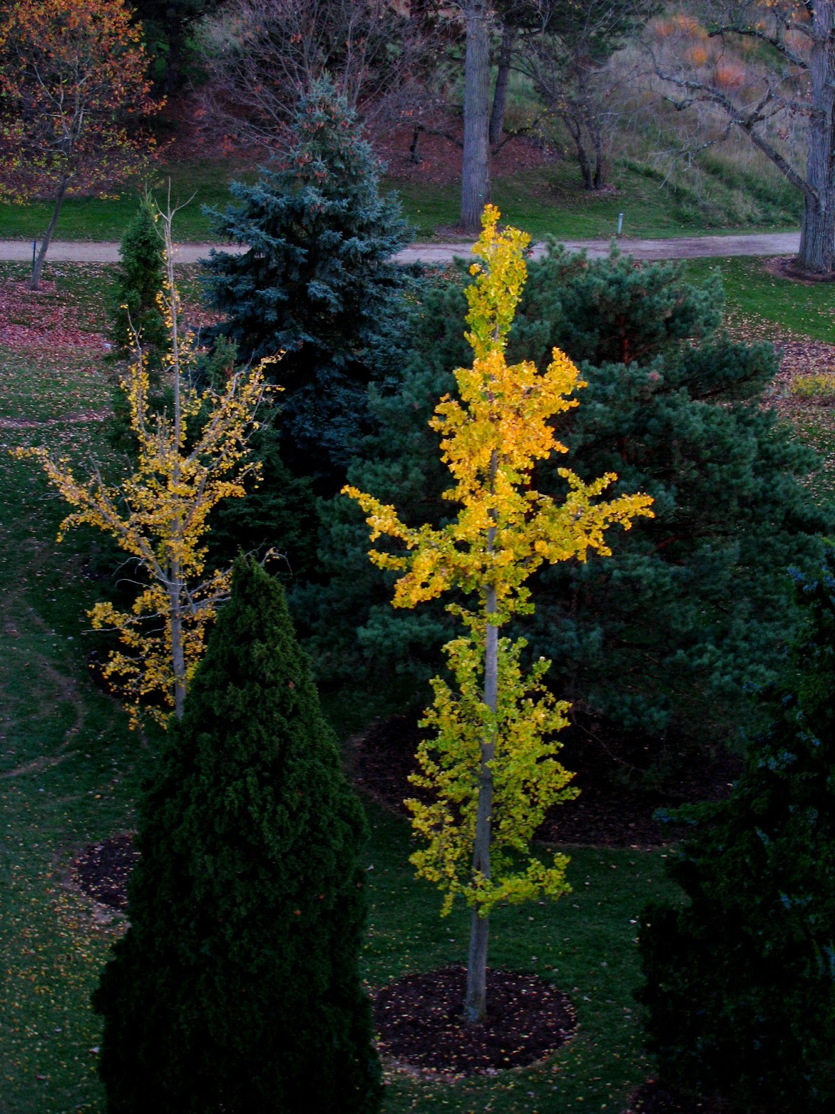 visible gratitude: joy dare: Day 299 - Cute Little Tree