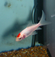 Fish Girl Writes: 2012