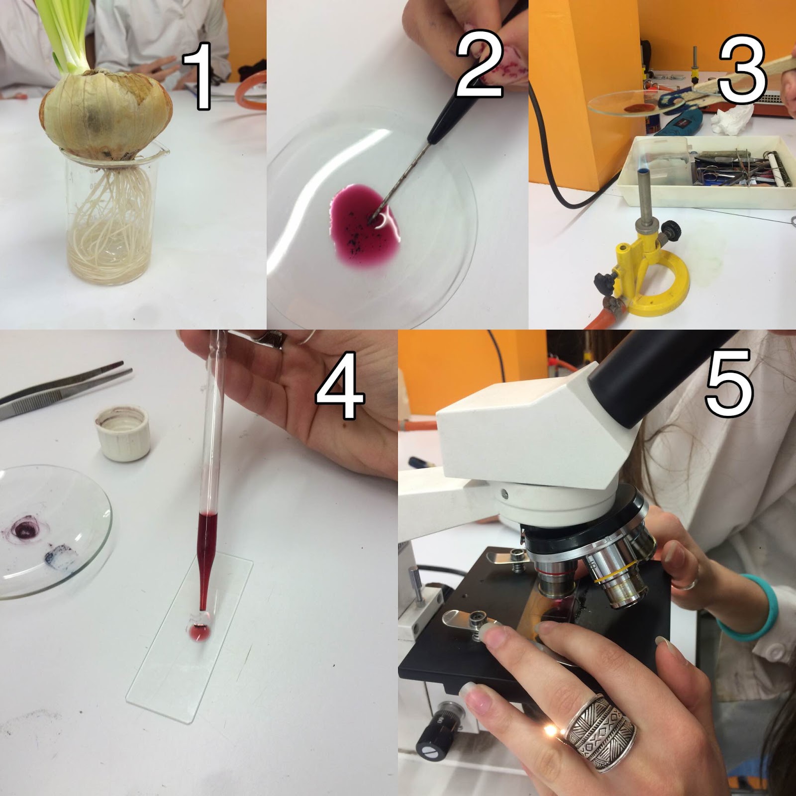 Dania's science lab blog : MITOSIS IN AN ONION ROOT