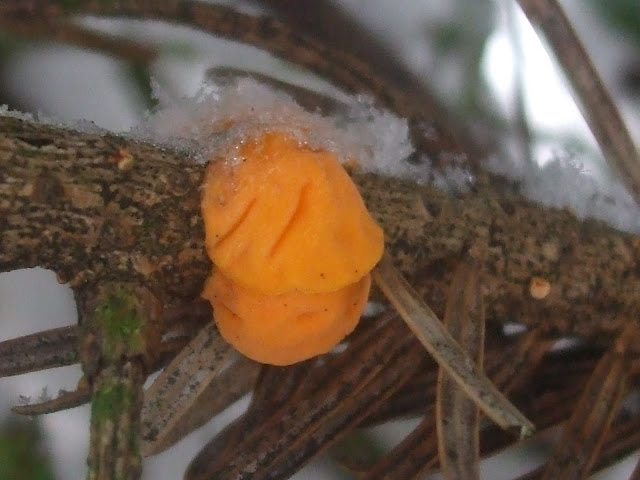 Calderdale Fungi - Halifax Scientific Society - Mycology Section: Fir ...