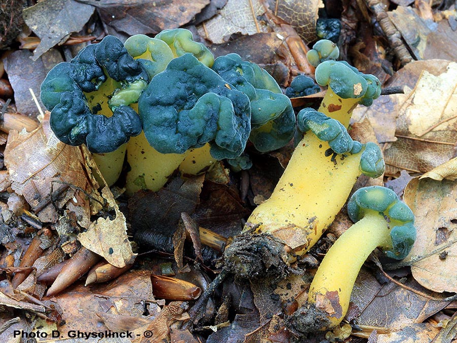 HONGOS DE AMERICA Y OTROS CONTINENTES: FAMILIA: Hycreaceae. GENERO ...