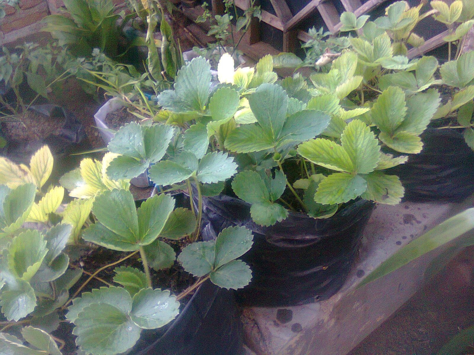 Cara Mengusir Semut Pada Tanaman Strawberry Secara Alami - Guru Ilmuan