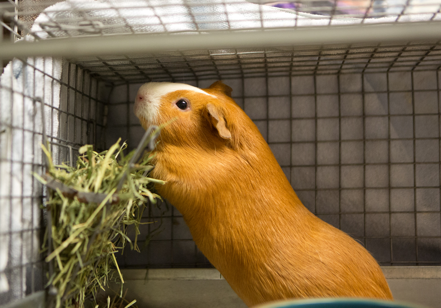 Shelter Dogs of Portland: " ORANGE JULIA" (and sisters) cute Guinea Pigs