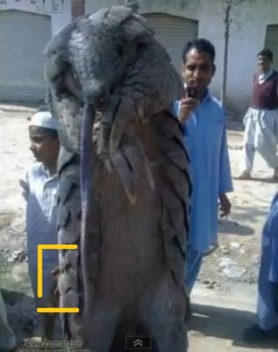 Sad news, Pangolin shot dead | Pakistan Defence