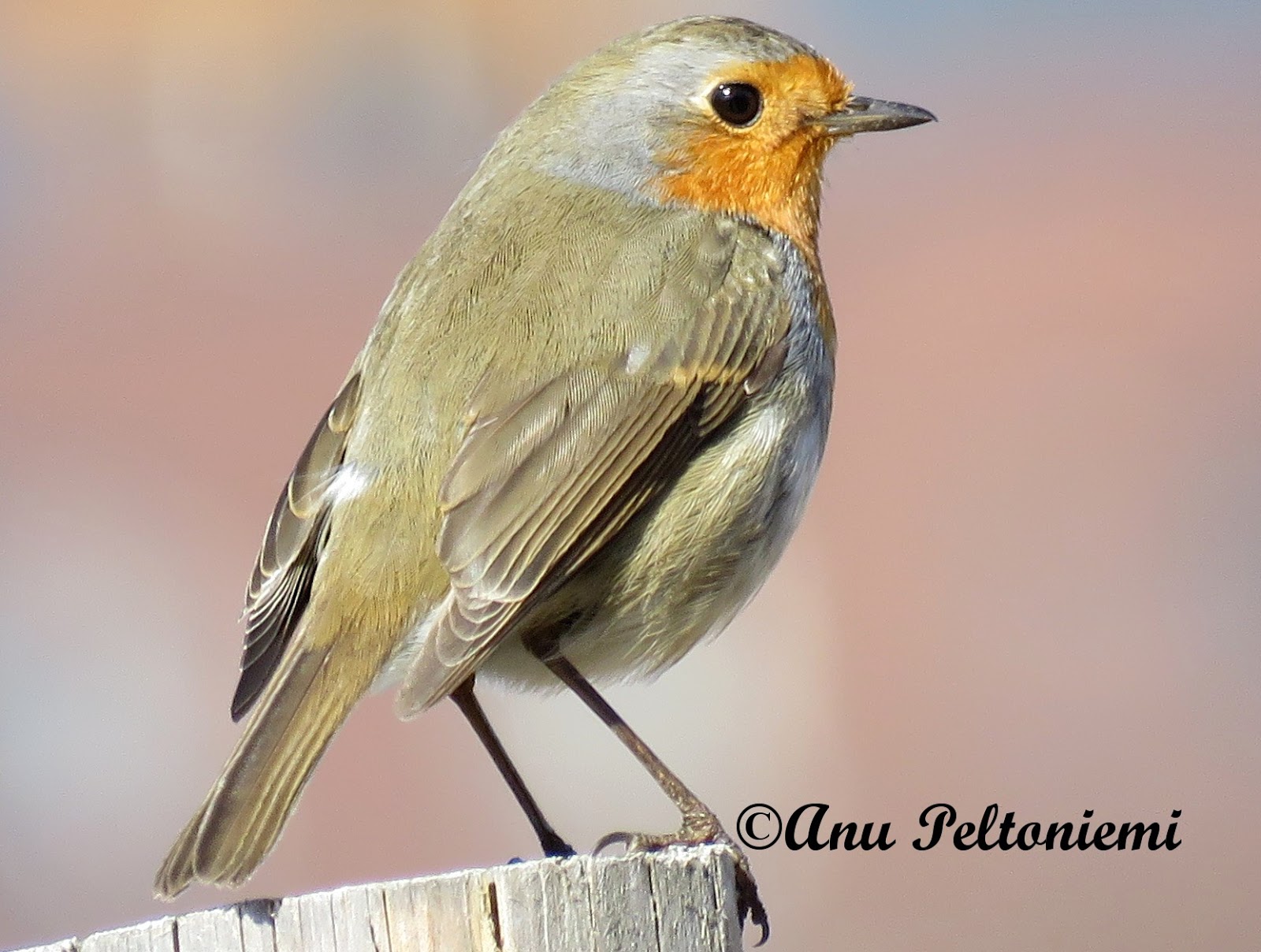 Lintuilua - Birding: Punarinta