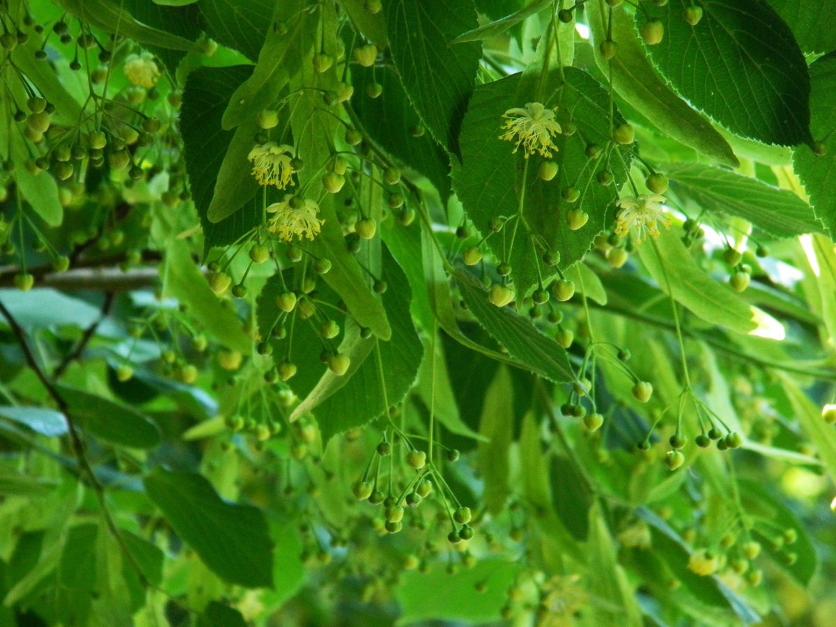 LA MULTI ANI, ROMANIA!: Flori de tei
