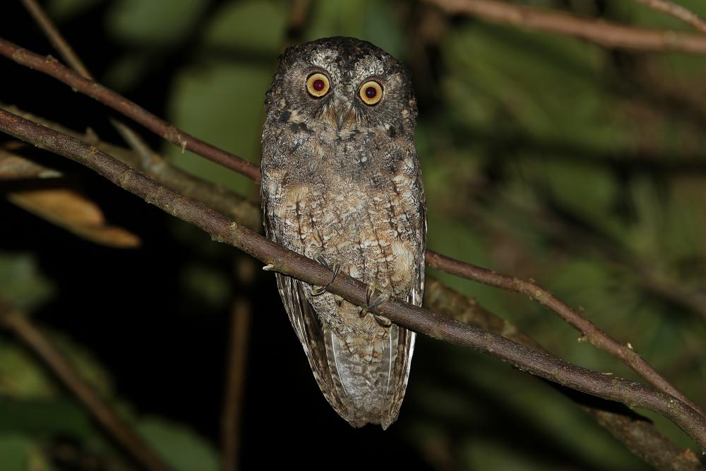 Tierra de lechuzas, búhos, mochuelos, autillos, cárabos: Autillo de la ...