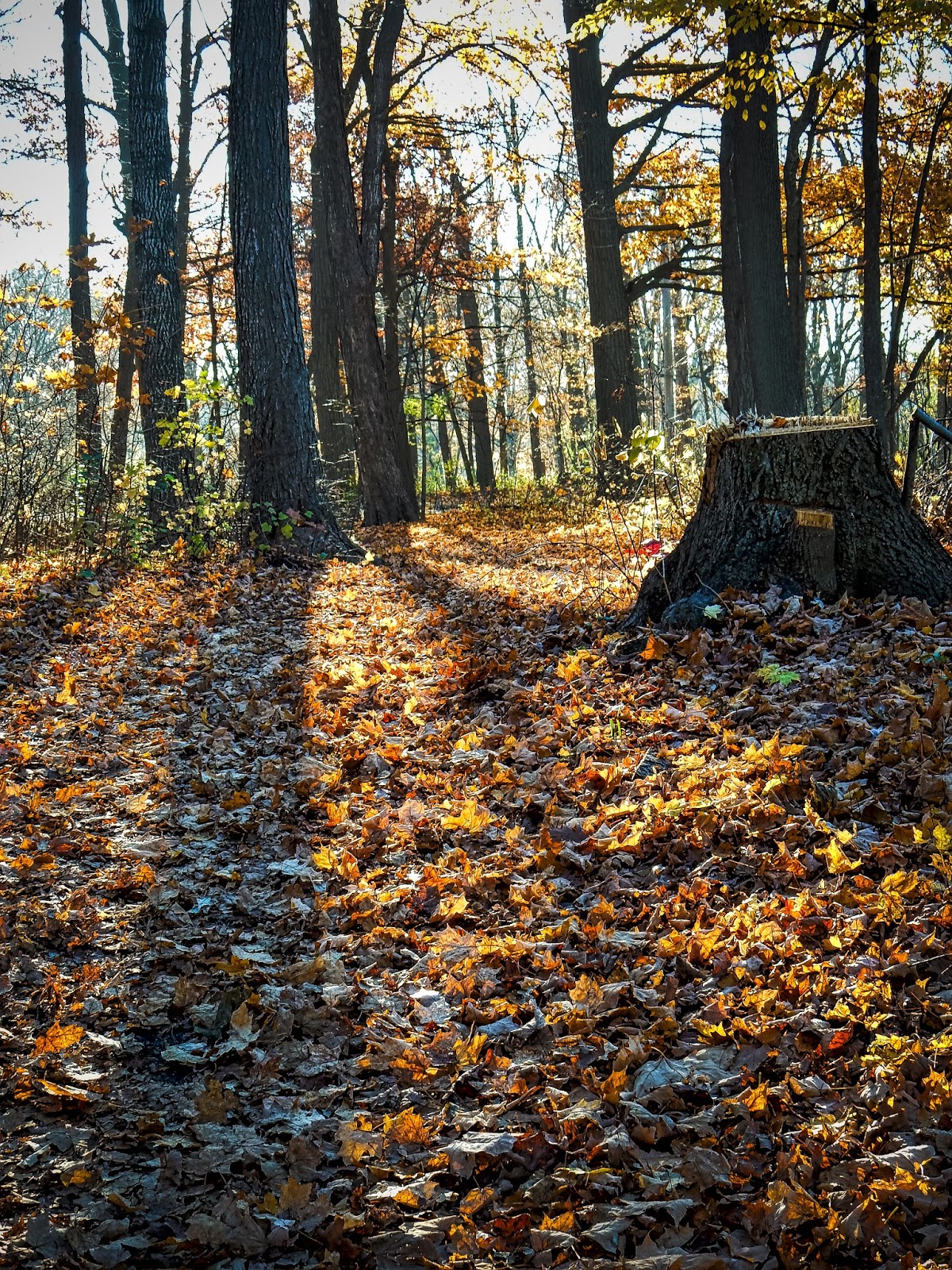 Photography by Richard Bublitz, New Berlin, Wisconsin: November Stroll ...