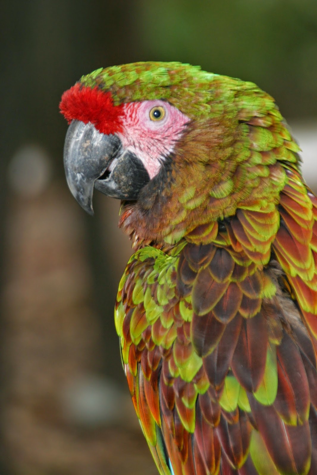 World Bird Sanctuary: Gomer