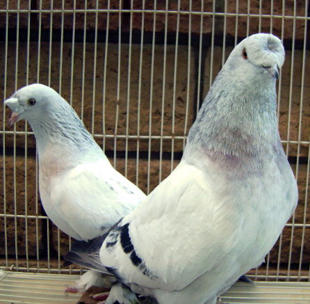 Pigeon Species Pictures: Bursa Turkish Tumbler Pigeons