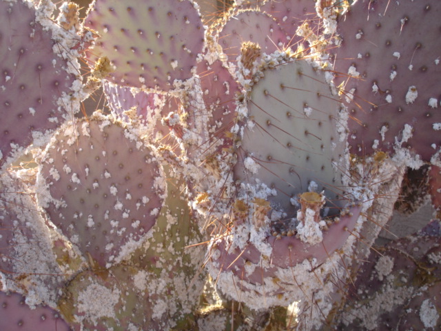 Xtremehorticulture of the Desert: White Fluffy Stuff on Cactus