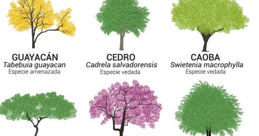 Maderables ~ MULTIPLES TUTORIALES