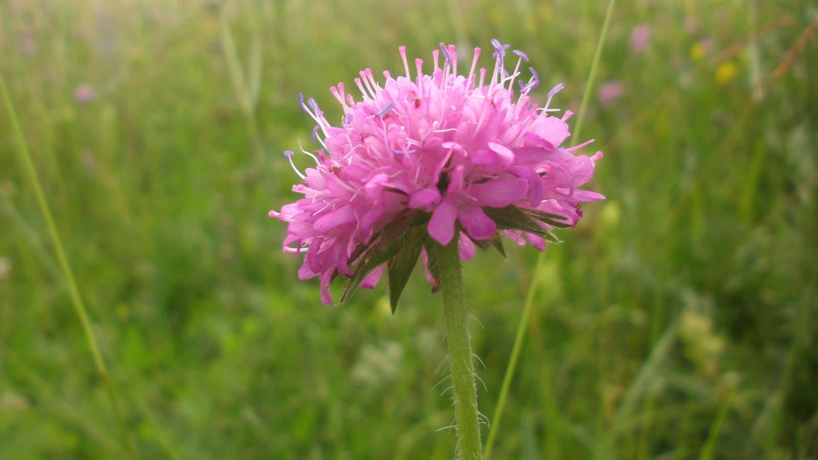 Di fiore in fiore: Ambretta comune