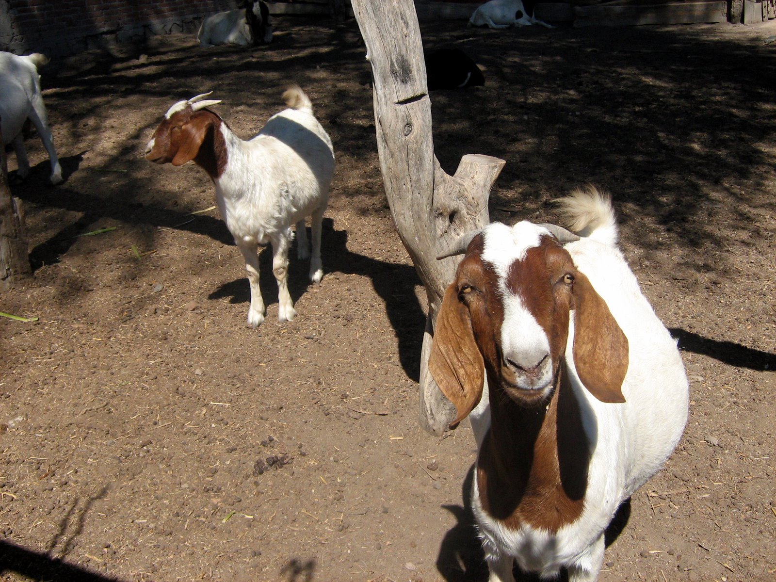 Los Ranchos de ganado de México: Criadero de cabras boer y chivos boer ...