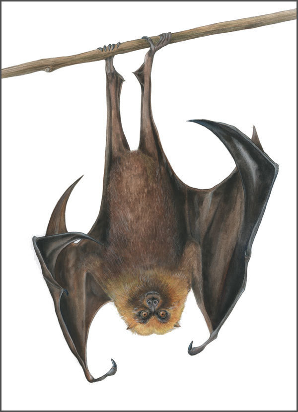 Draw the Beauty of Nature with Mindy Lighthipe: Wildlife Art, Bat ...