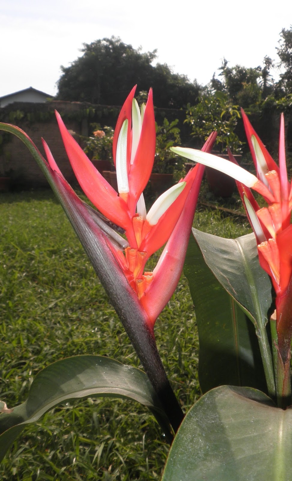 Jardim Tupiniquim: Heliconia Vermelha (Heliconia angusta)
