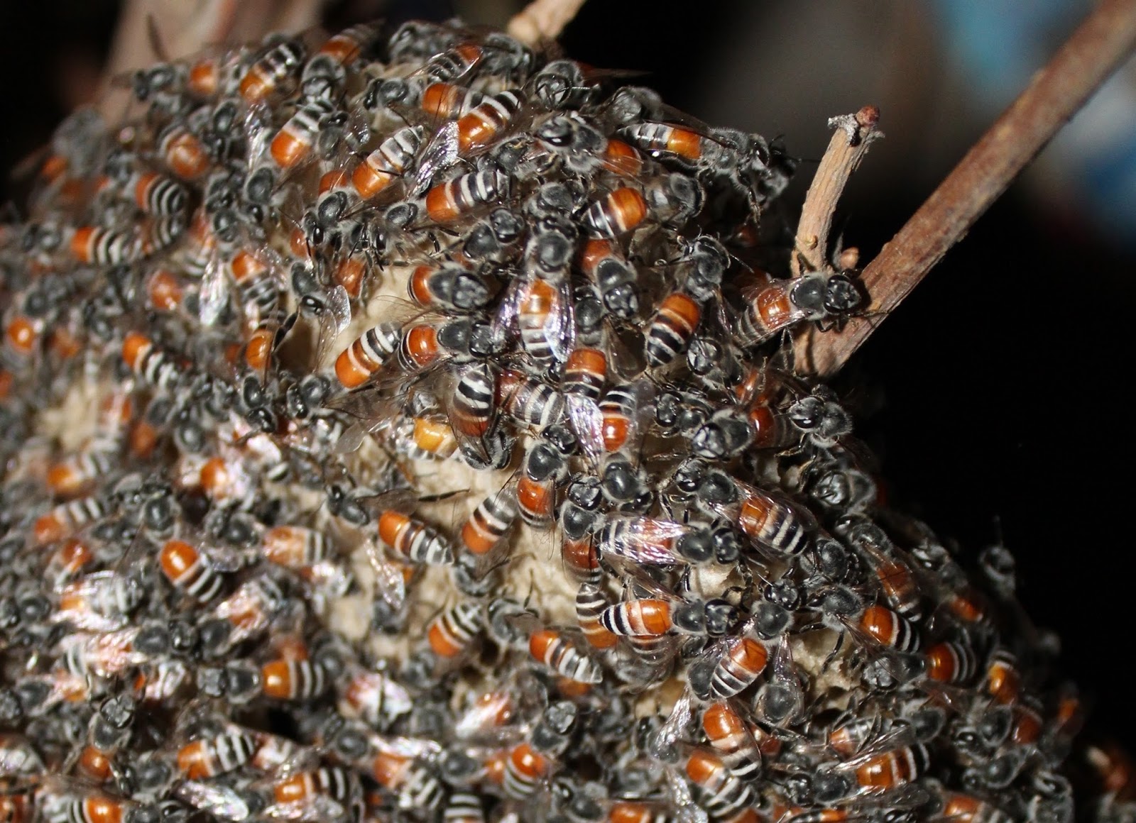 Rodrick Writes: Asian Honey Bee - Apis Florea Indica