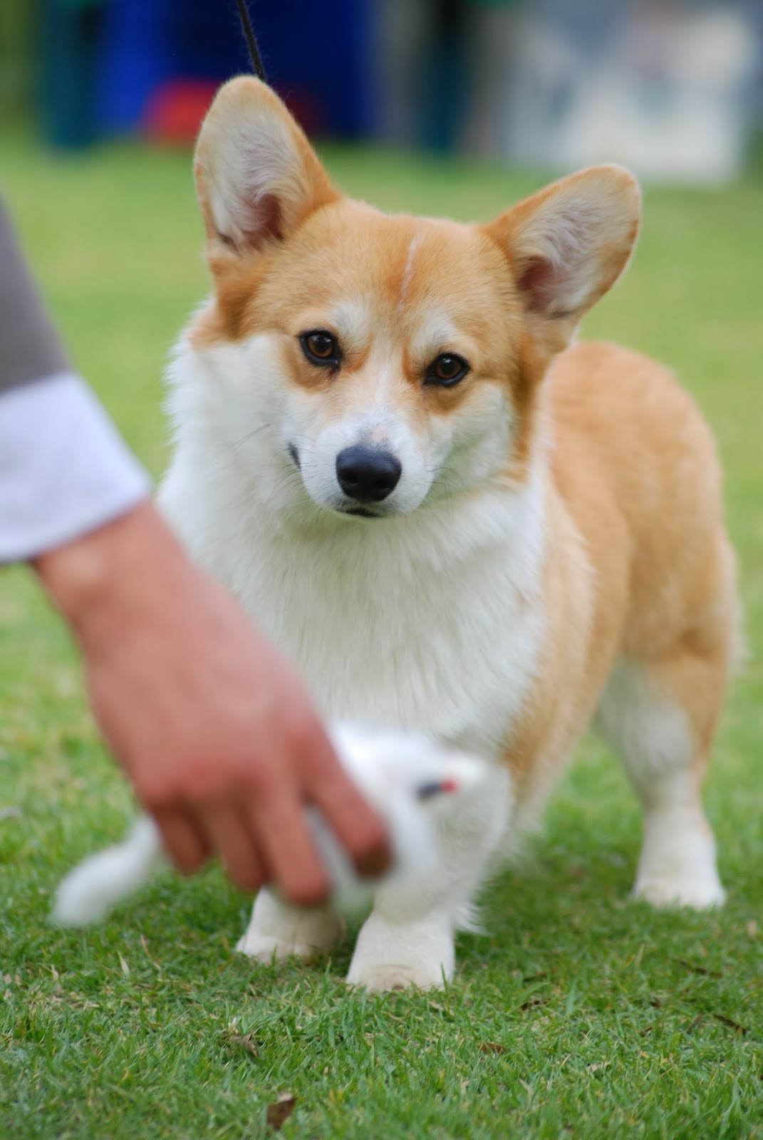 Pembroke Welsh Corgi Mexico: Welsh Corgi Pembroke Multi Campeona ...