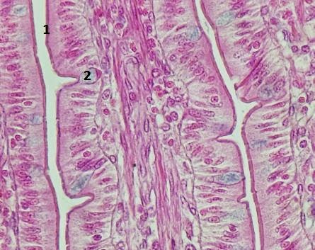 Biologia celular e tecidual