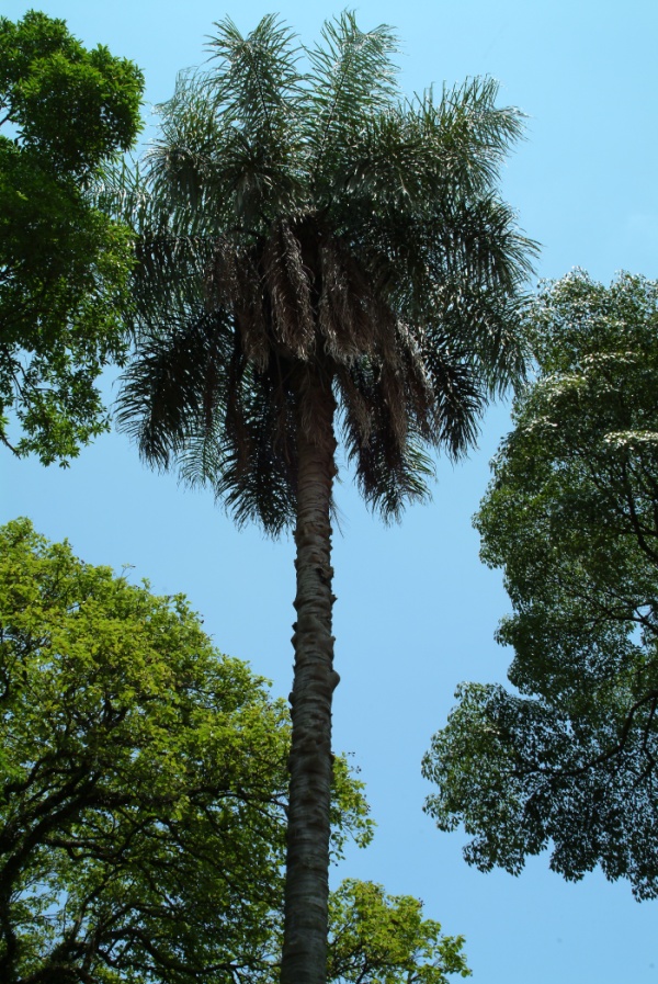 As Árvores do Brasil: Acrocomia aculeata - Macaúba