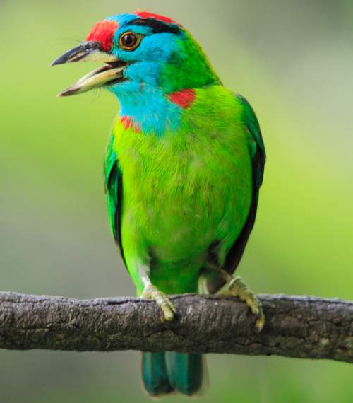Blue-throated barbet | Birds of India | Bird World