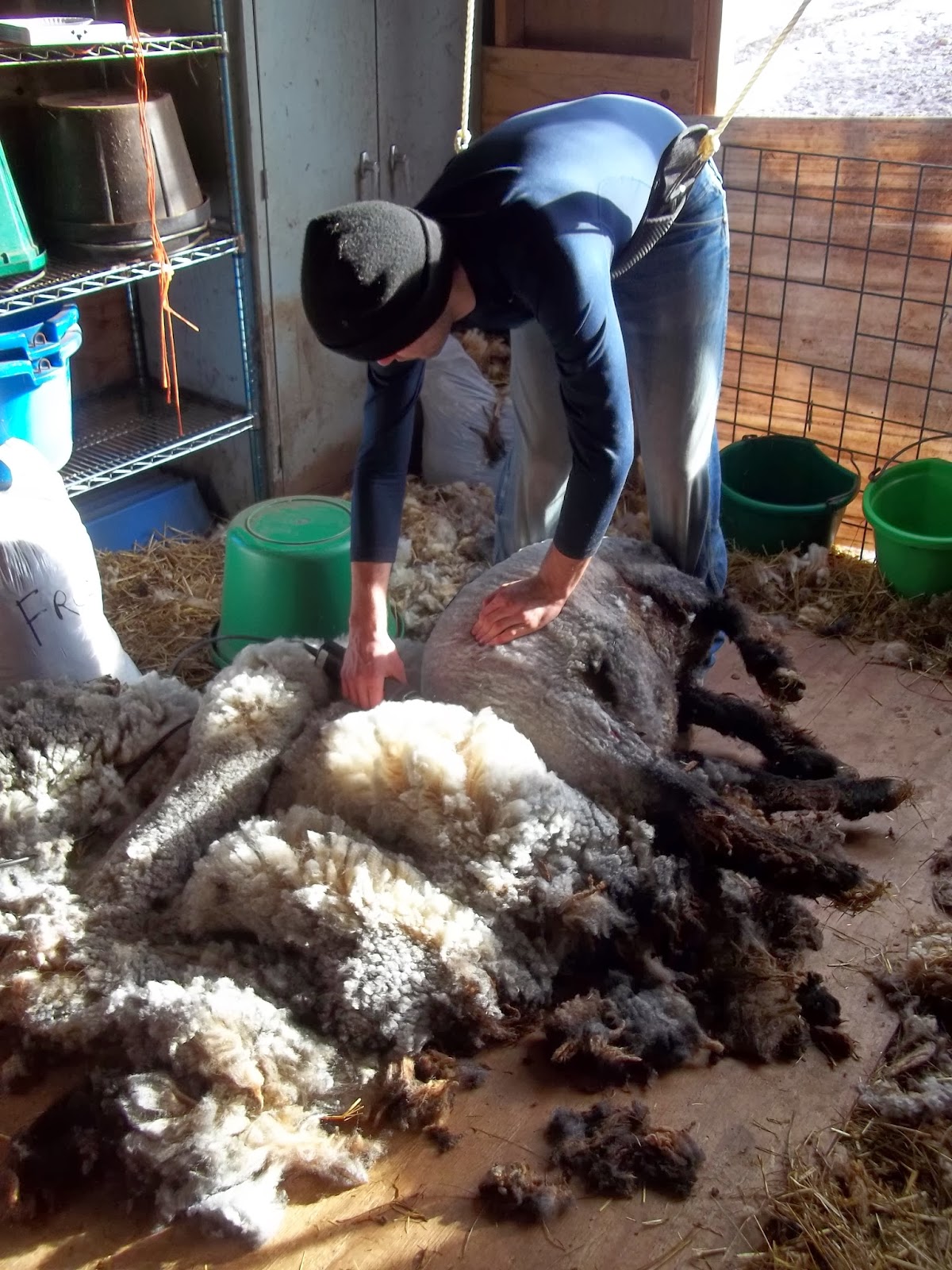 Shear Madness: Shearing Support