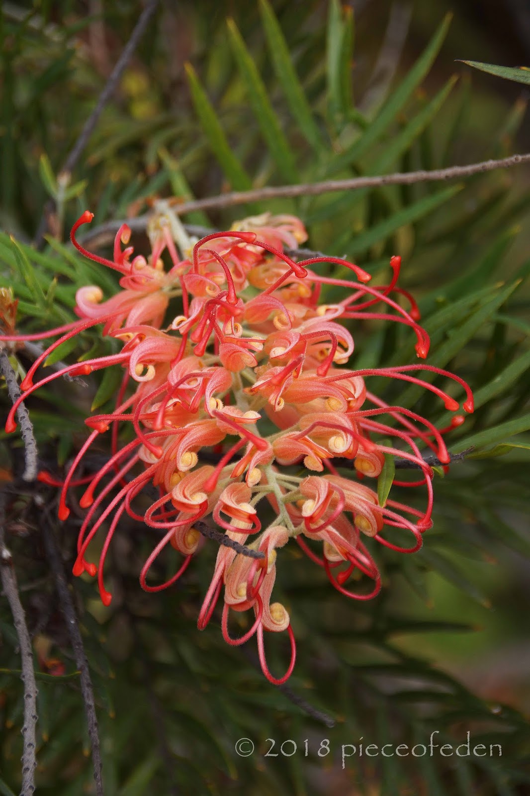 A Visit To UC Santa Cruz Arboretum