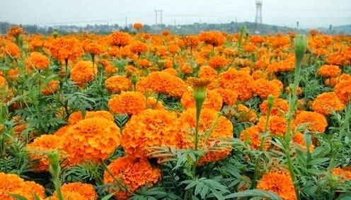 Koleksi Tanaman Hias: Bunga Tahi Kotok (Tagetes Erecta L.)