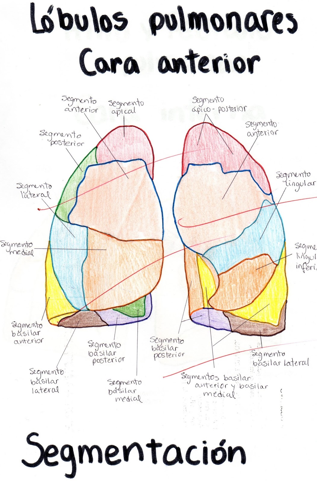 CAMINO DEL ESTUDIANTE DE MEDICINA : DIBUJOS ANATOMÍA: SEMANA 6. SISTEMA ...