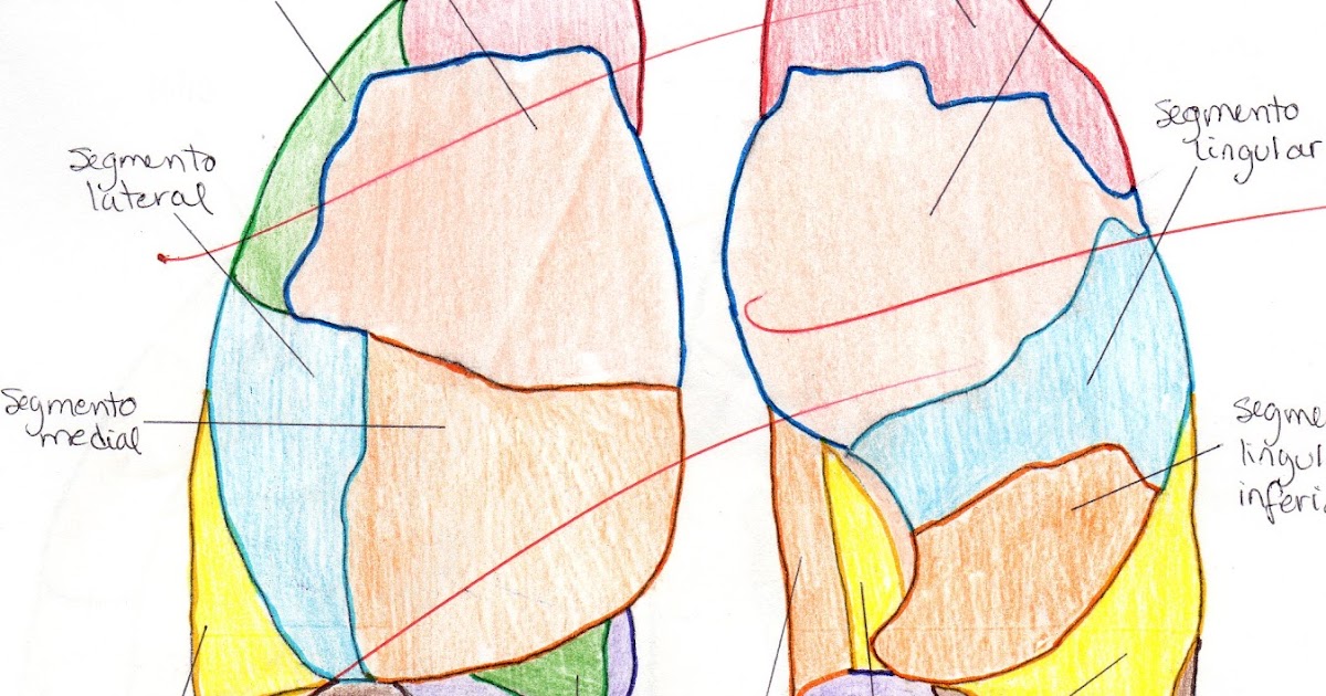 Anatomía de los pulmones