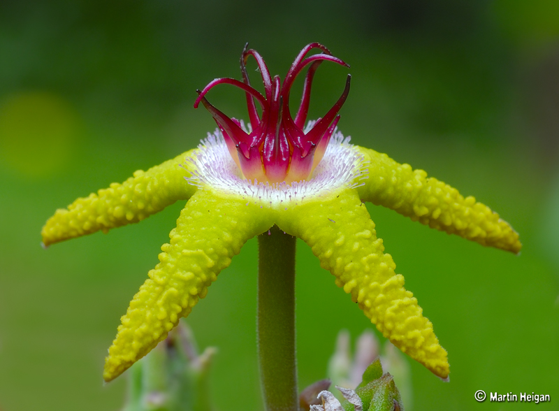 Real Monstrosities: A Stapeliad by any other name would smell as rotten
