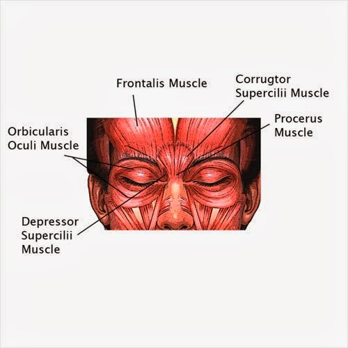 Steve Hawthorne: Facial muscles
