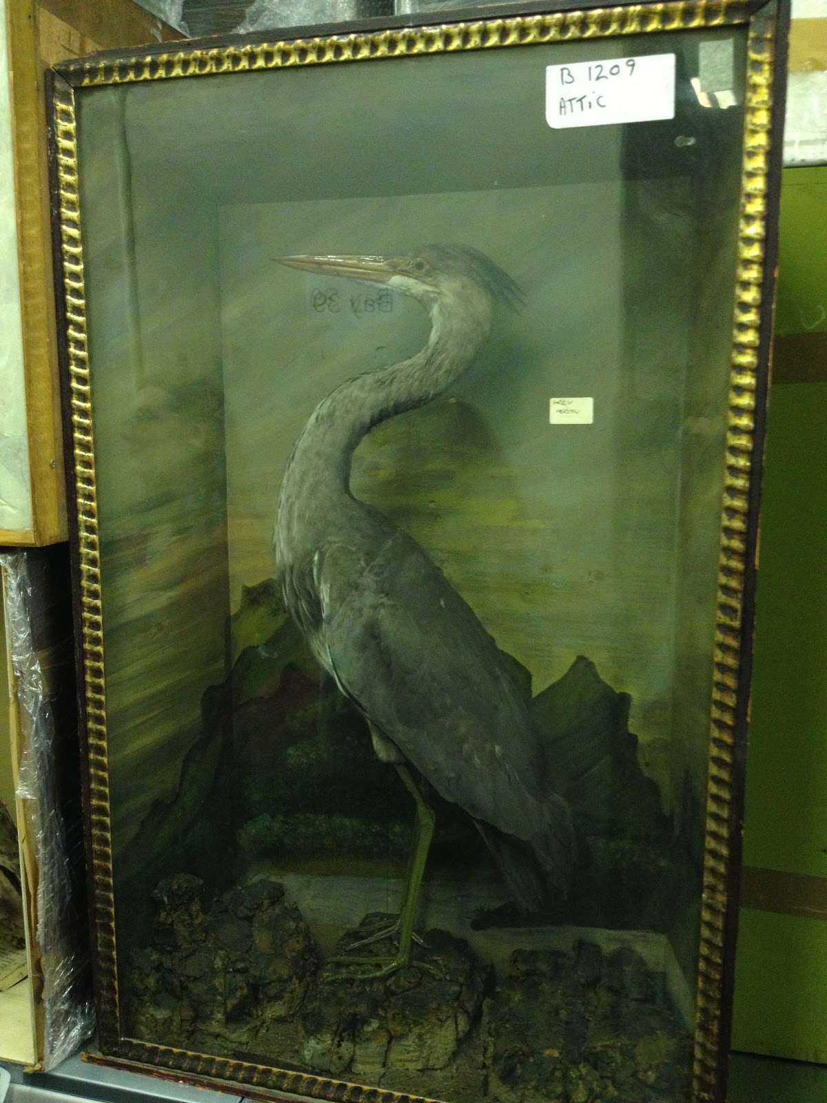 Cali Anthropology Girl: CAG on museums: Taxidermy at the Hancock Museum