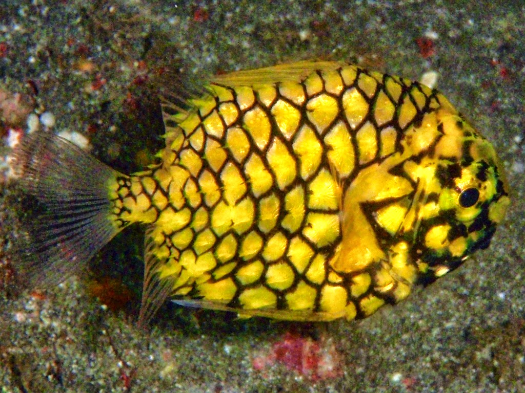 PINECONE FISH photos - wallpapers | the fun bank