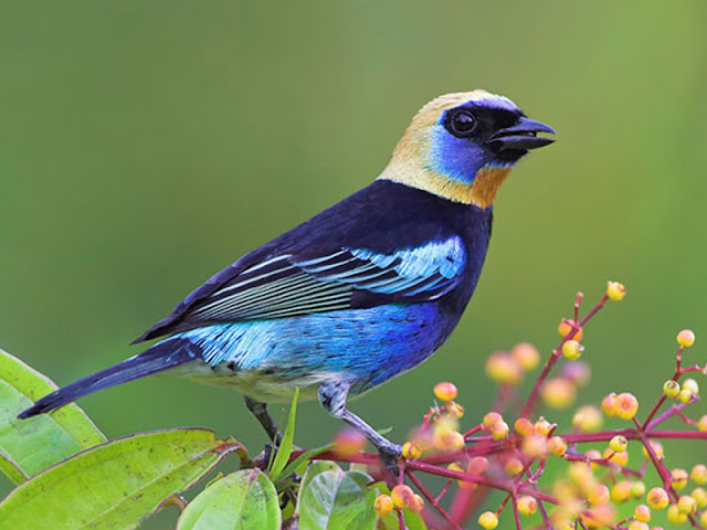 The Life of Sweet Birds