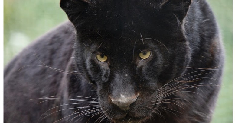 Texas Cryptid Hunter: New Black Panther Reports From Texas
