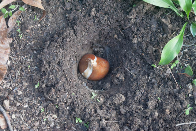 My Trash and Treasure: easy bulb planting