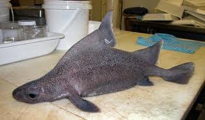 Artes de Pesca: VAMOS A PESCAR CERDO MARINO