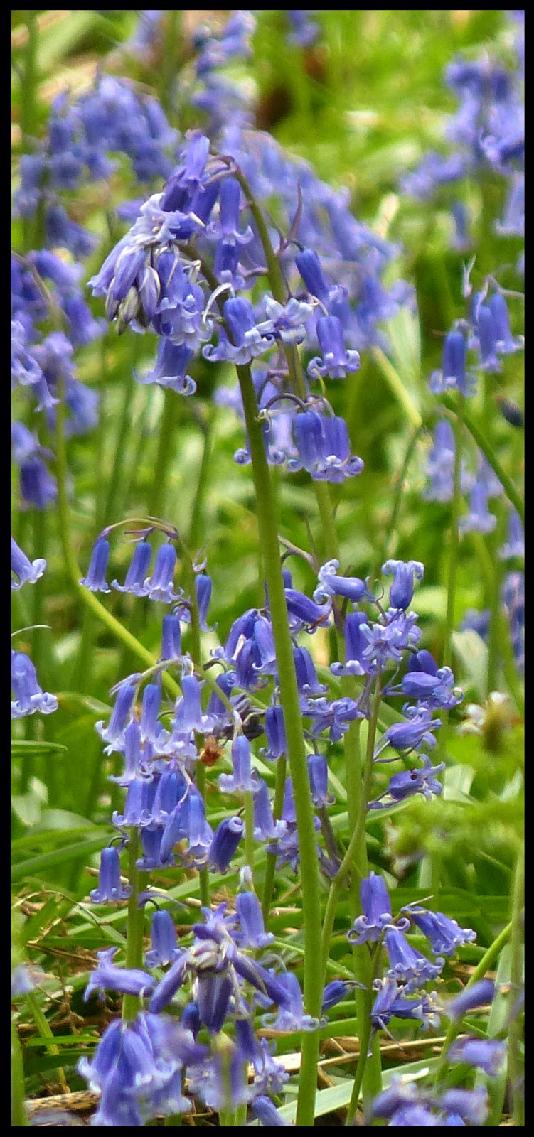 Wild and Wonderful: Nature Reserves: Bluebells at Arger Fen