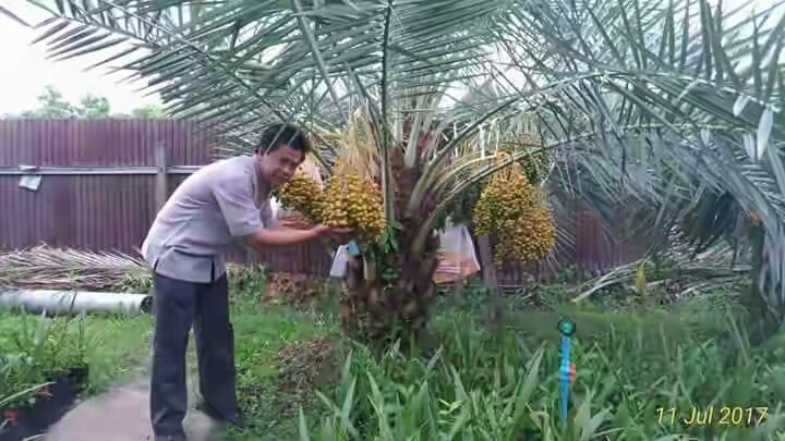 Paling Populer 20+ Gambar Bunga Jantan Dan Betina Kelapa Sawit - Gambar ...