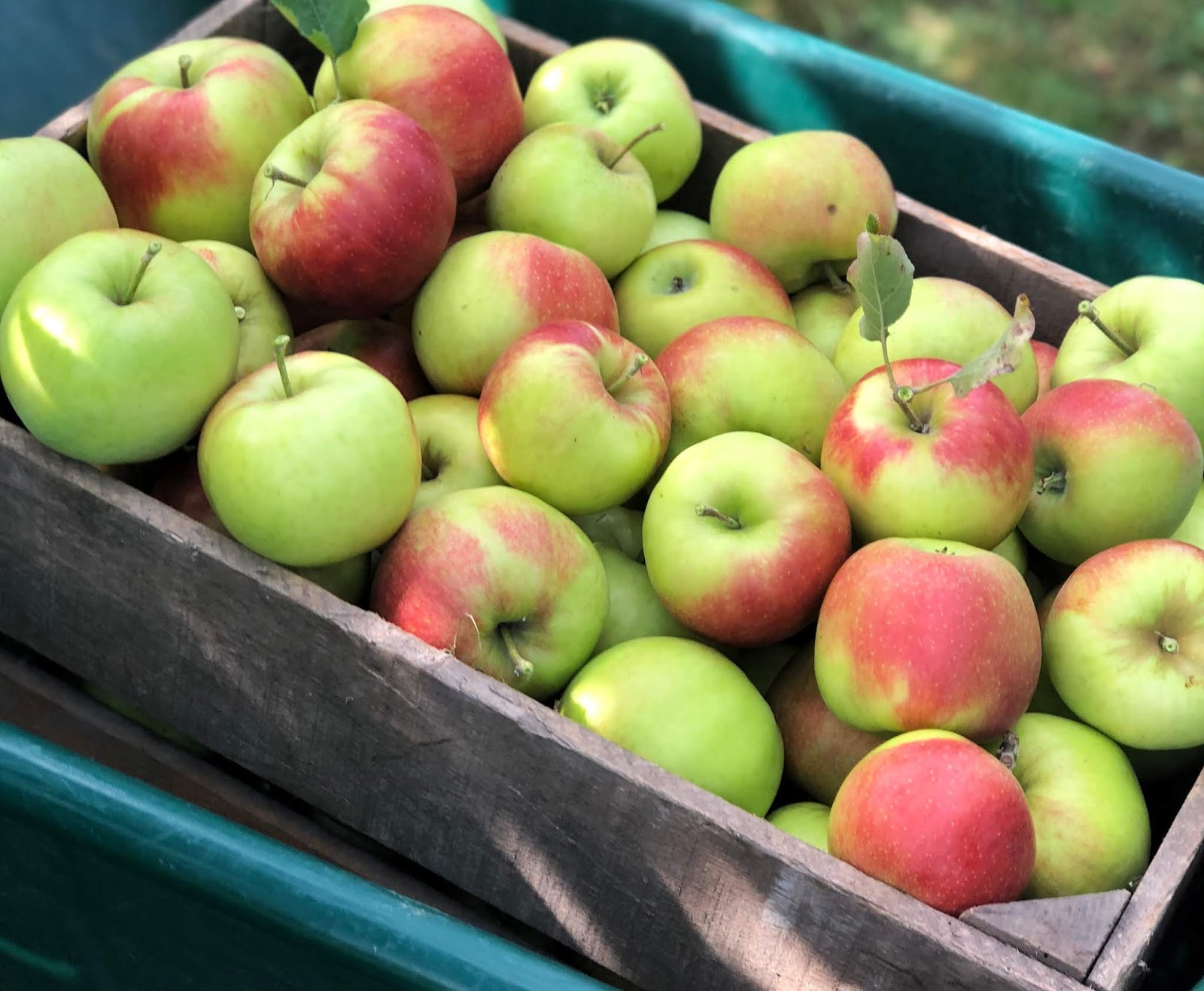 mama van vijf: En toen hadden we 10 kilogram appels