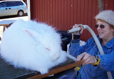 Cute Funny Animalz: Funny Angora rabbit