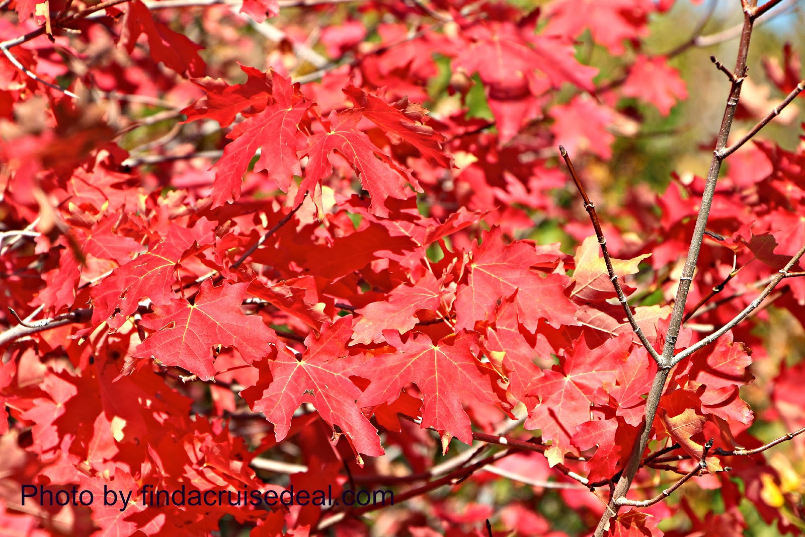 Carl's Cruise Capers and Travel Tips