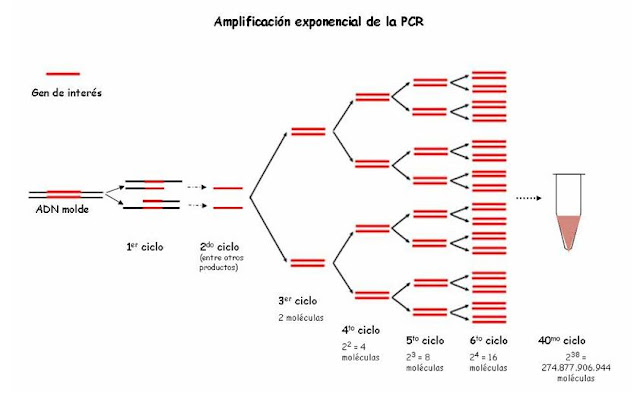 Biológicamente hablando...: Genética molecular: PCR