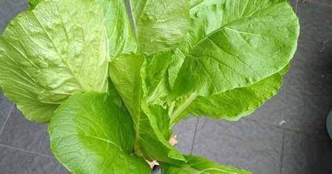 6 Langkah Mudah Cara Menanam Sawi Hijau - Bertani