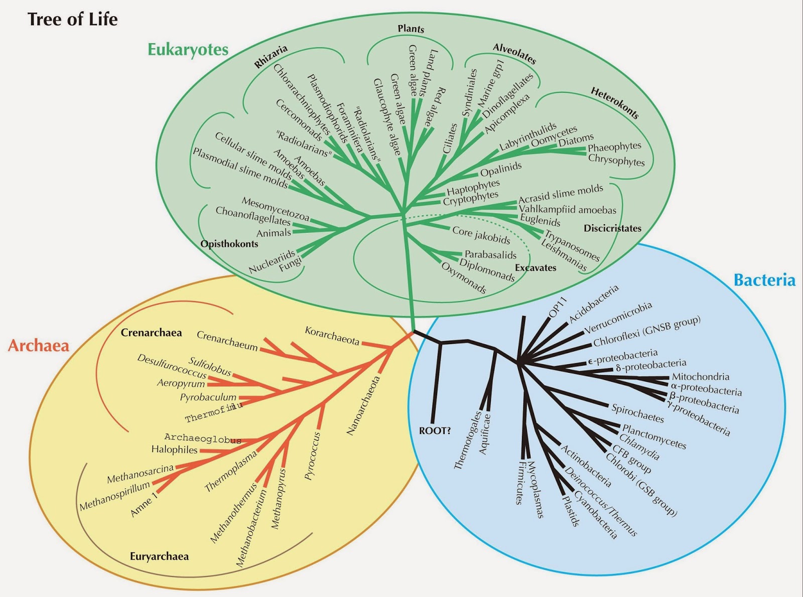 KIMIA UNIPA: PERBANDINGAN ANABOLISME PROTEIN DARI HEWAN DENGAN FUNGI
