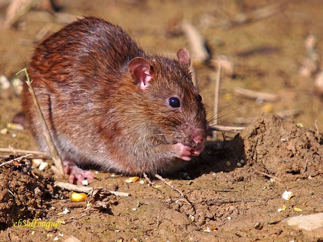 Miguel fotografia: Rata Negra (Rattus rattus)