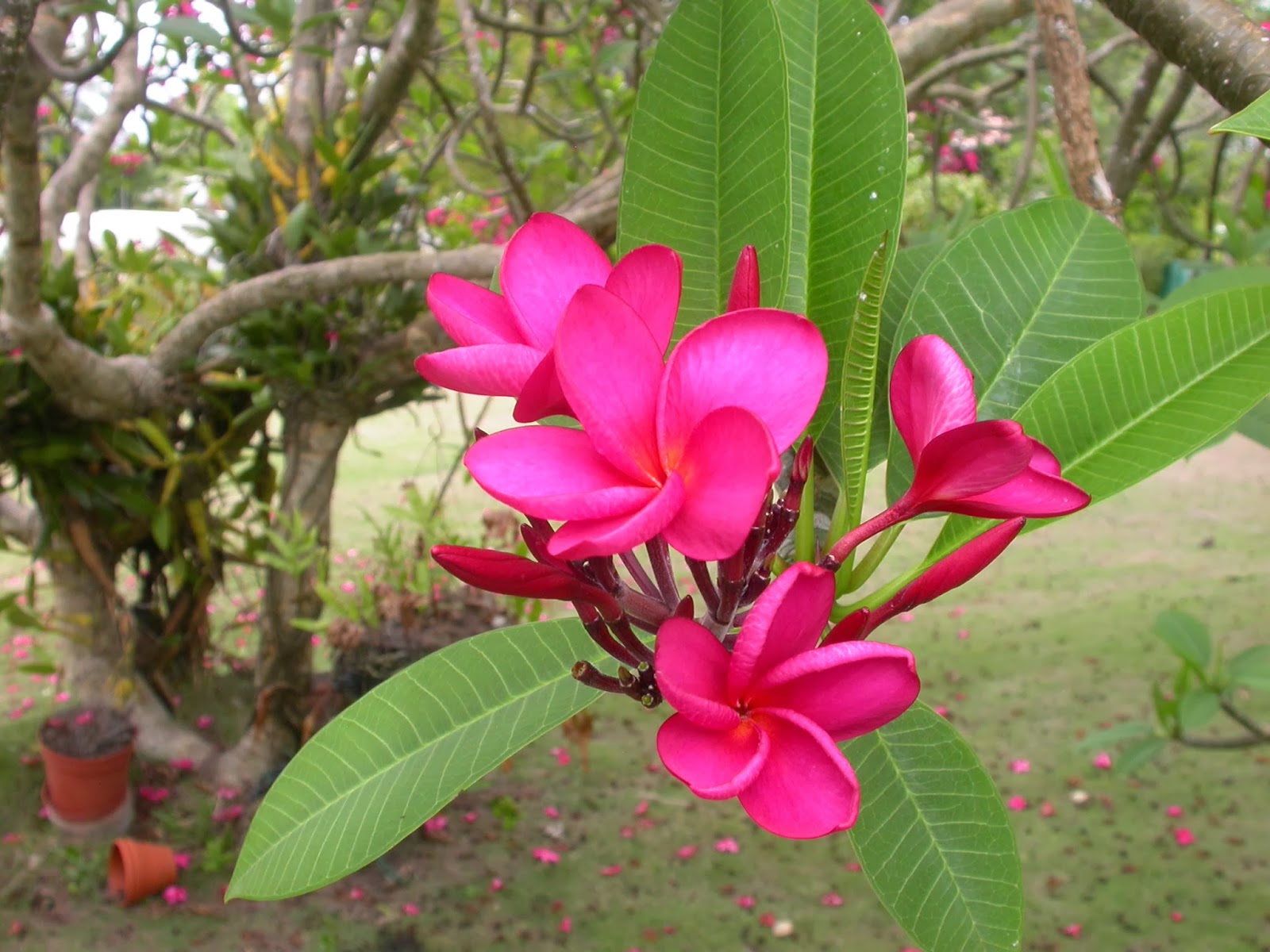 Barbados Flora & Fauna: The Stunning Colours of Frangipani