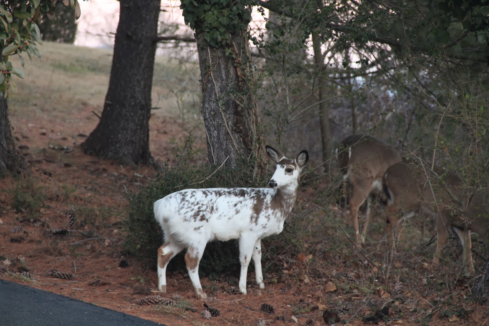 Different Type Of Deer
